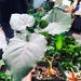 6 Inch Pot Ficus Petiolaris-rock Fig - Caudex- Similar to Photo Not ...