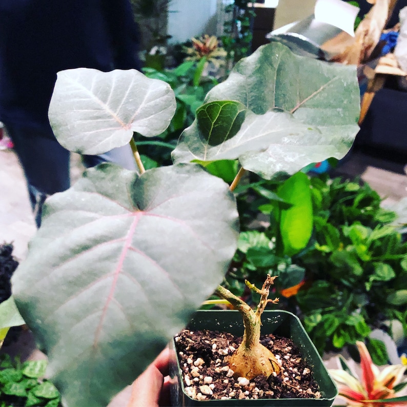 6 Inch Pot Ficus Petiolaris-rock Fig - Caudex- Similar to Photo Not ...