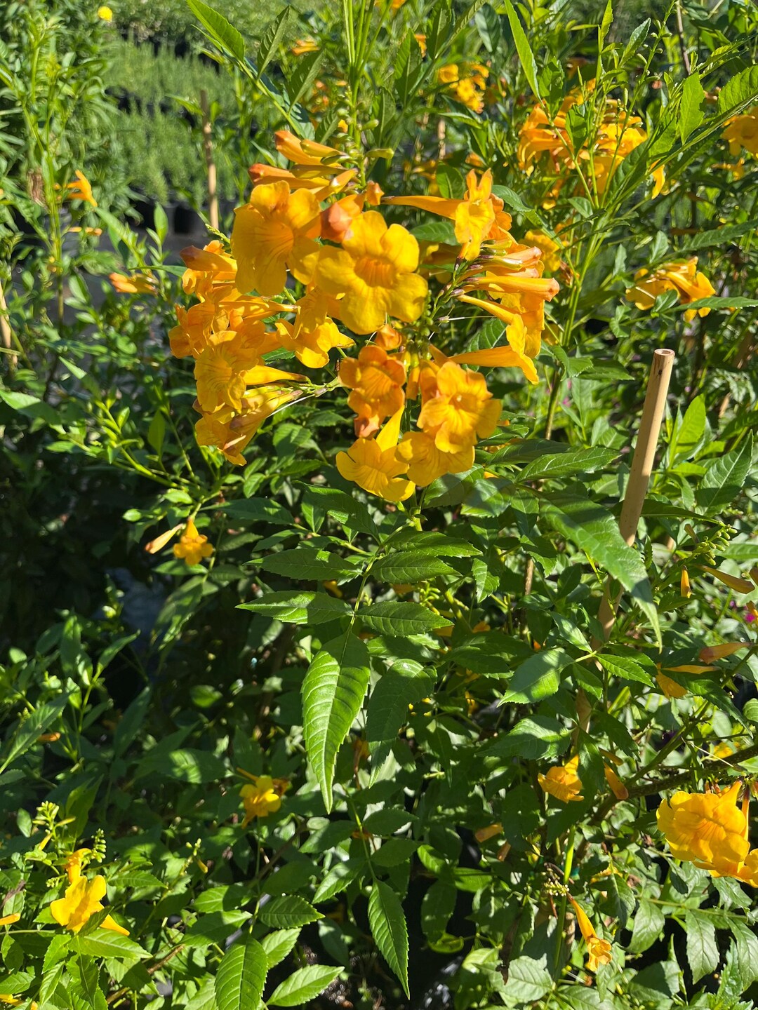 5 Gal Tree -tecoma Stans - Multiple Color Options - Yellow or Orange ...