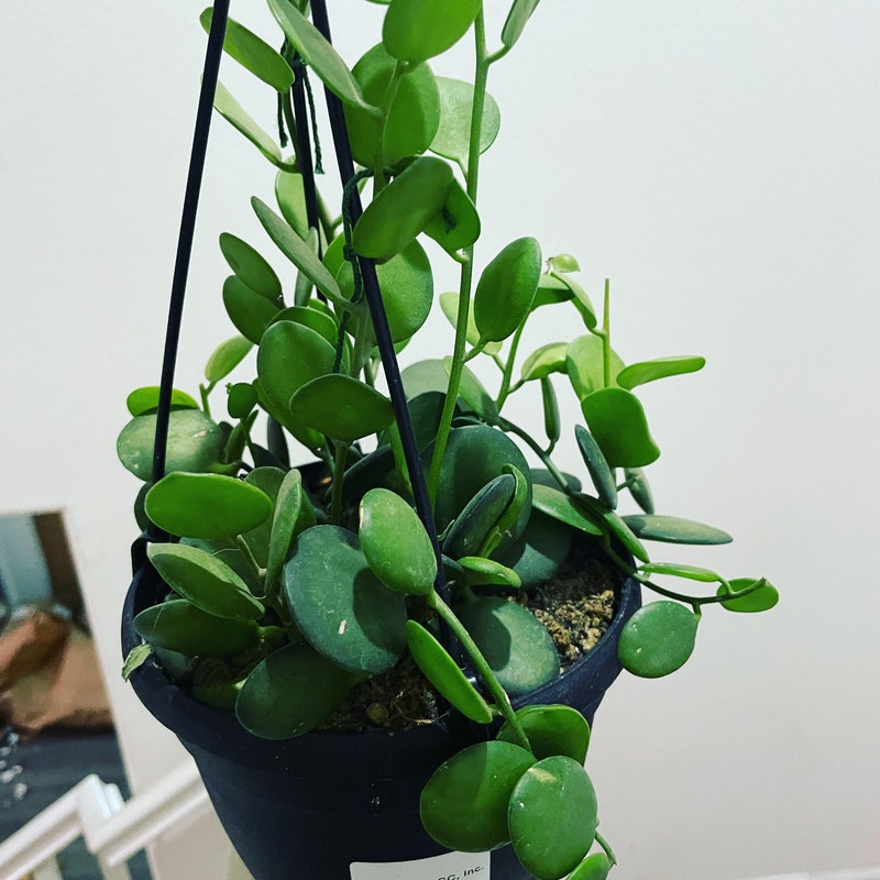 String of Nickels - Etsy