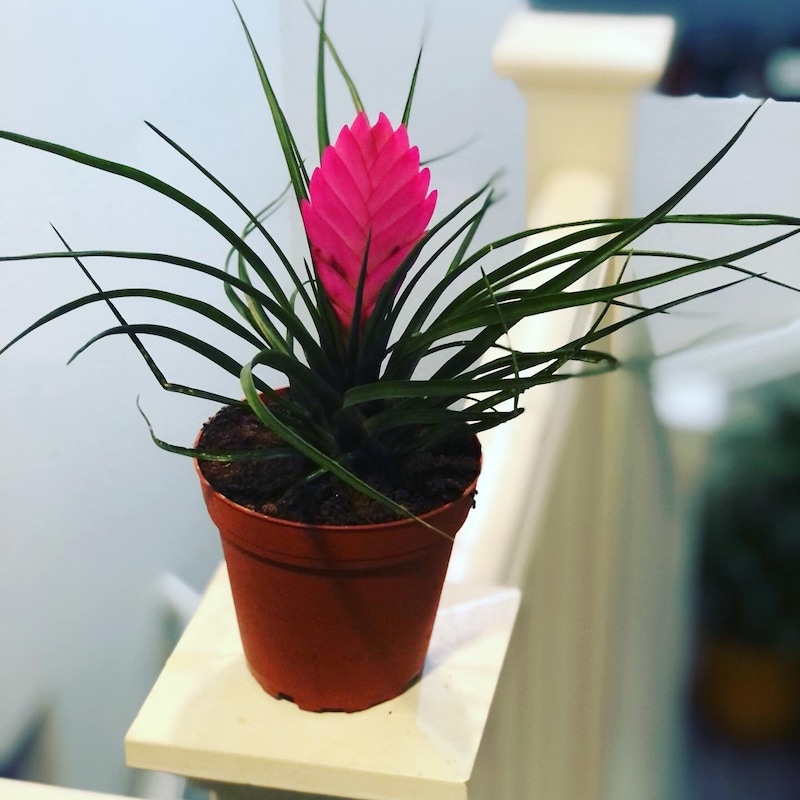 Bromeliads Plant - Etsy