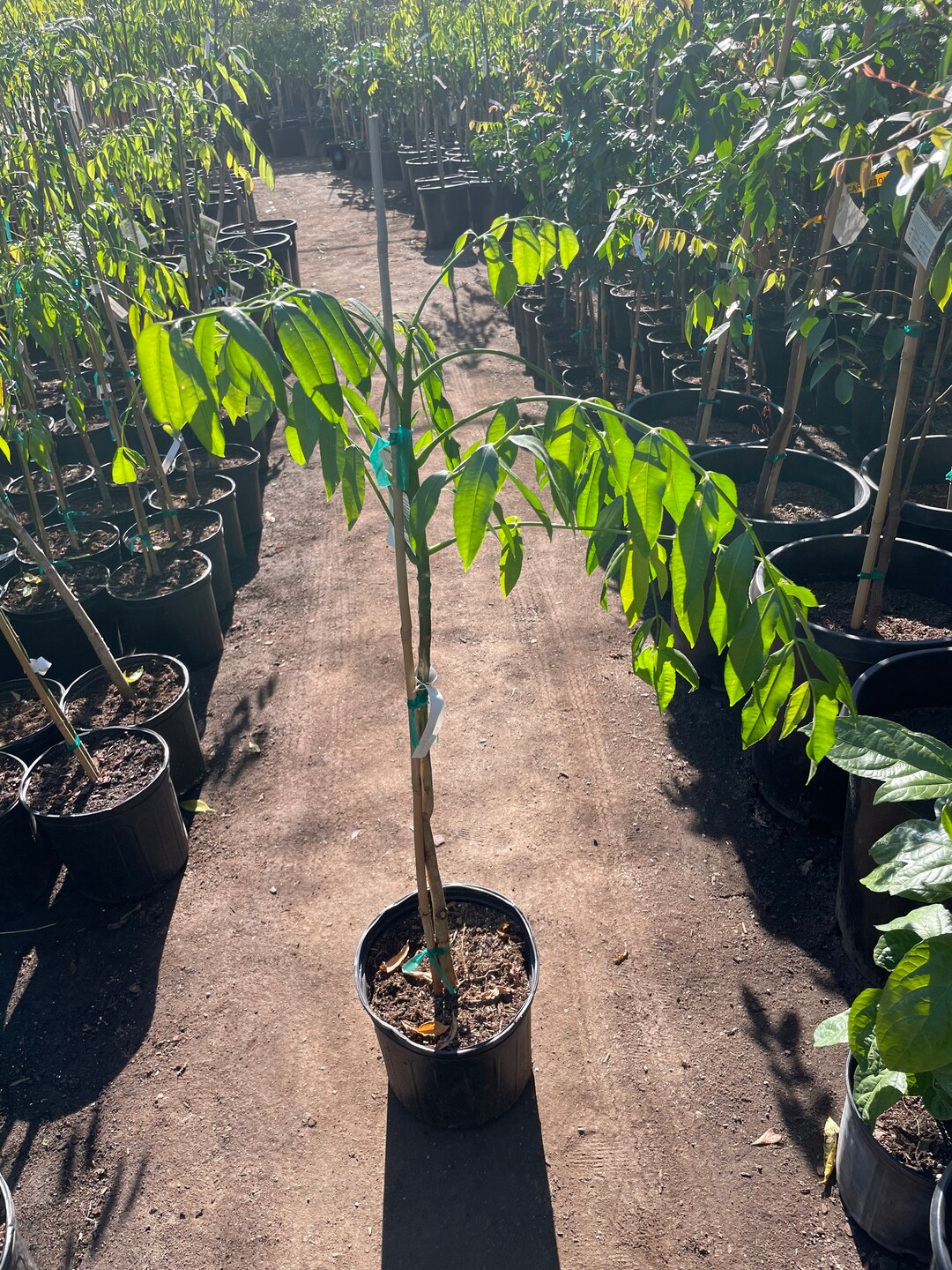 3 Gallon Potted Exotic Fruit -june Plume 3ft Tall Tree-similar to ...