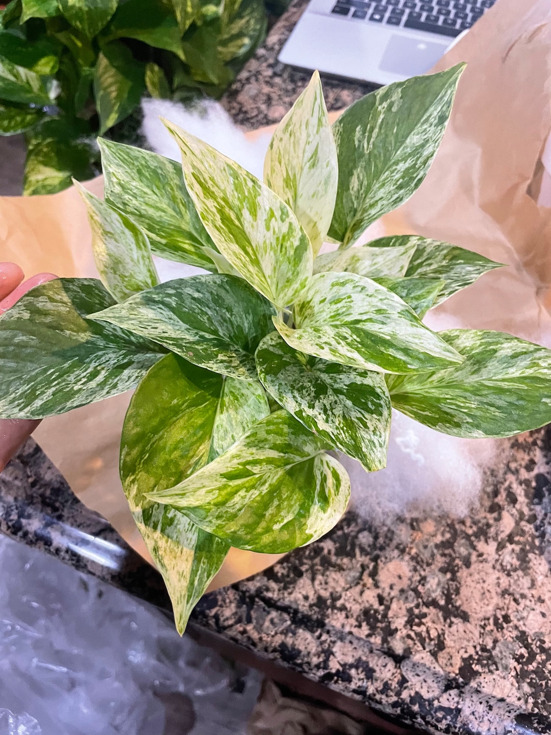 Pothos Snow/marble 4 Potted Live Plant-note Variegation Do Vary From ...