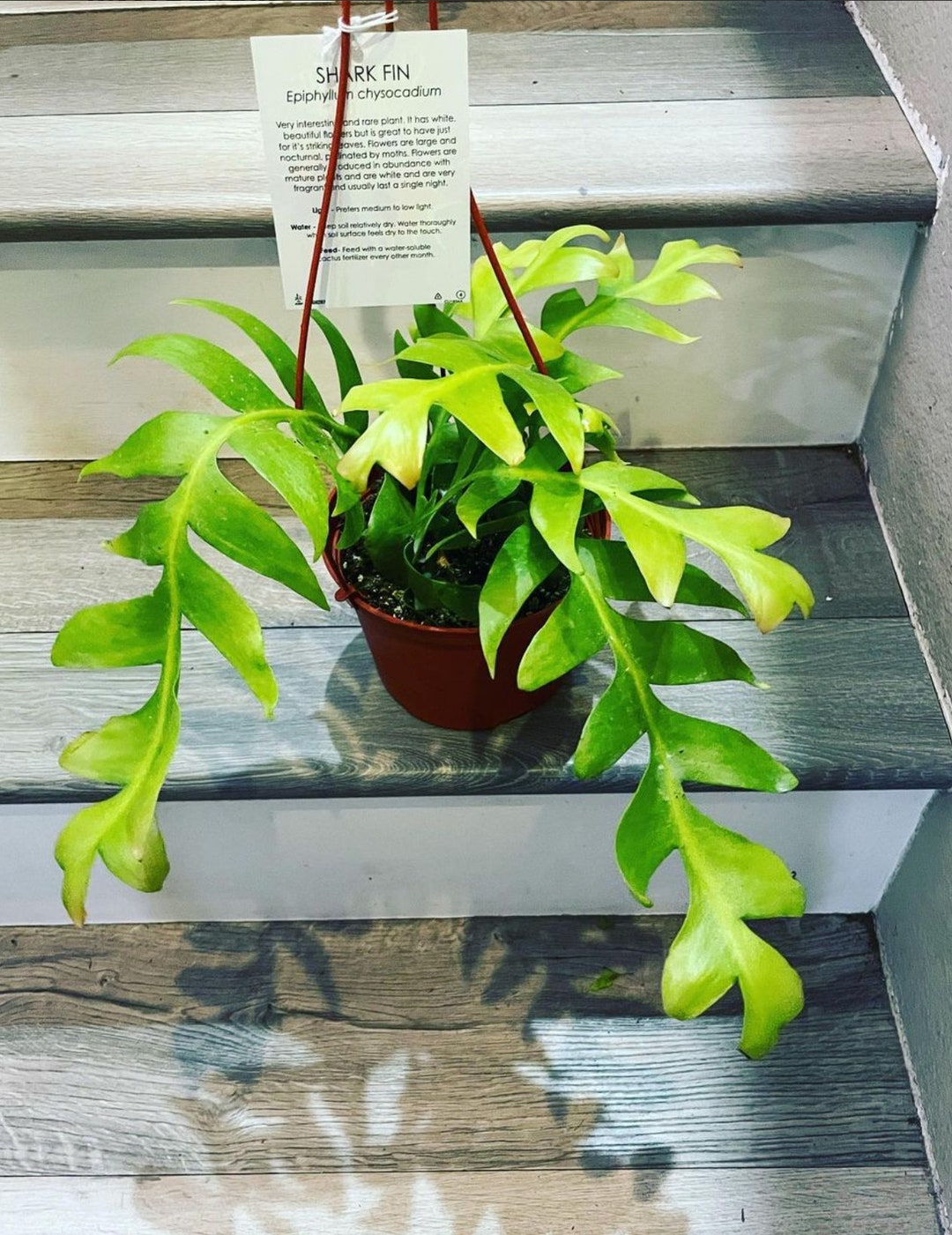 6 "cutting -hard to Find -shark Fin Cactus,sharktooth Fern,selenicereus ...