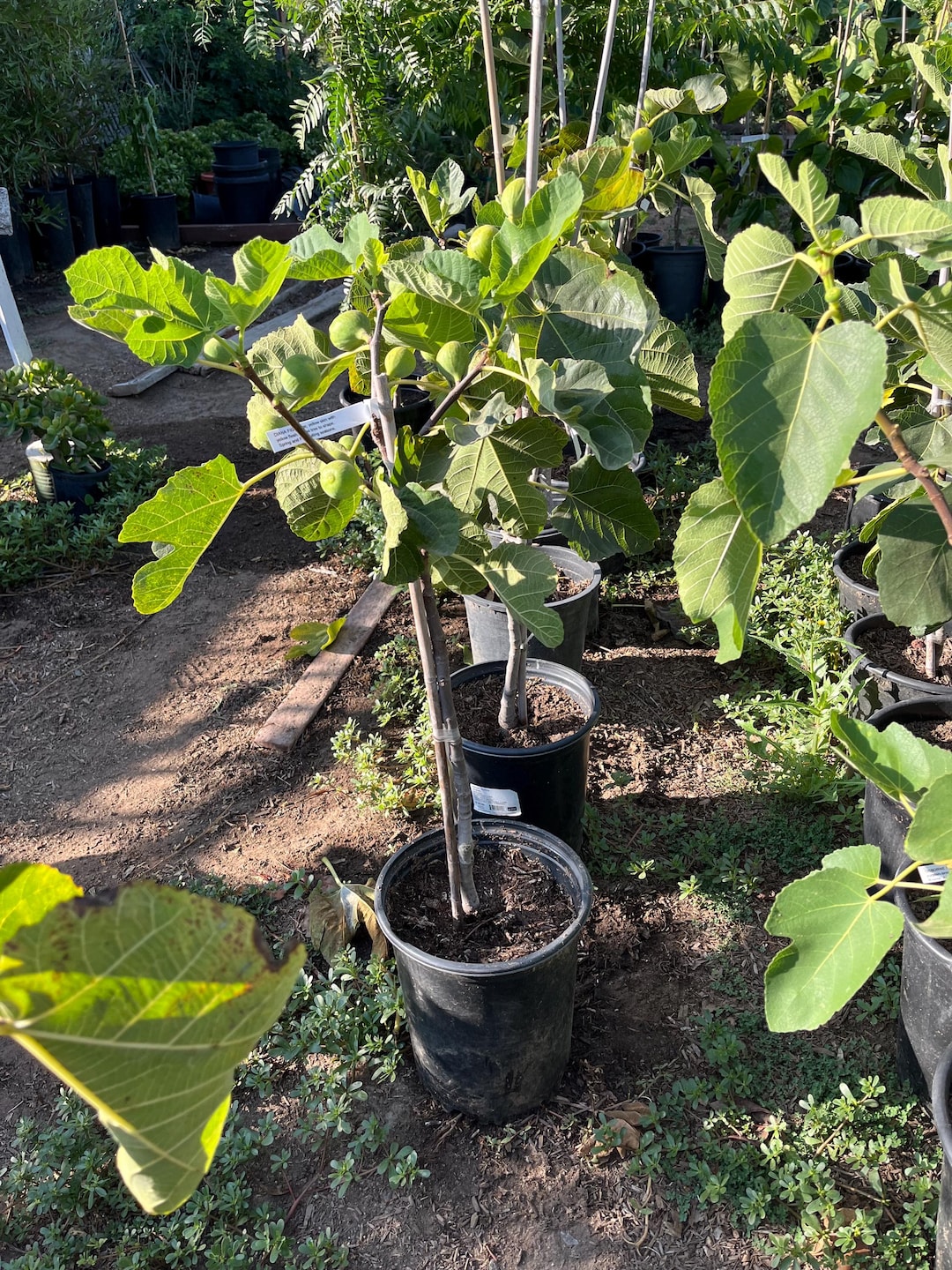 XL -3ft Kadota Fig- Honey Flavor Fruit -fruiting Size Tree- May Ship ...