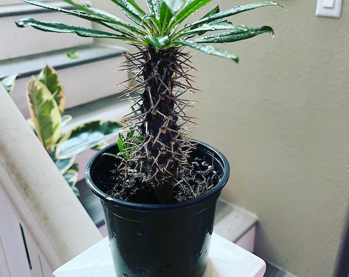 Pachypodium Lamerei - "madagascar Palm" - Etsy