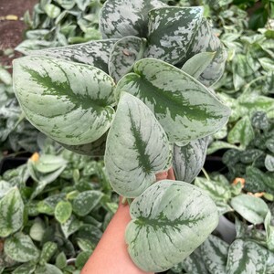 Large and Full -4 Inch Live Potted- Silver Satin Pothos Splash -similar ...