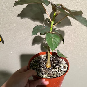 6 Inch Pot Ficus Petiolaris-rock Fig - Caudex- Similar to Photo Not ...