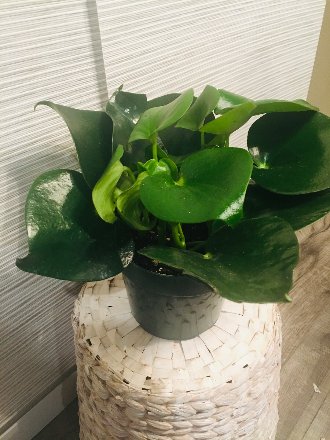 Owl Eye Peperomia (peperomia Polybotrya) -large Leaves -easy Care! - Etsy