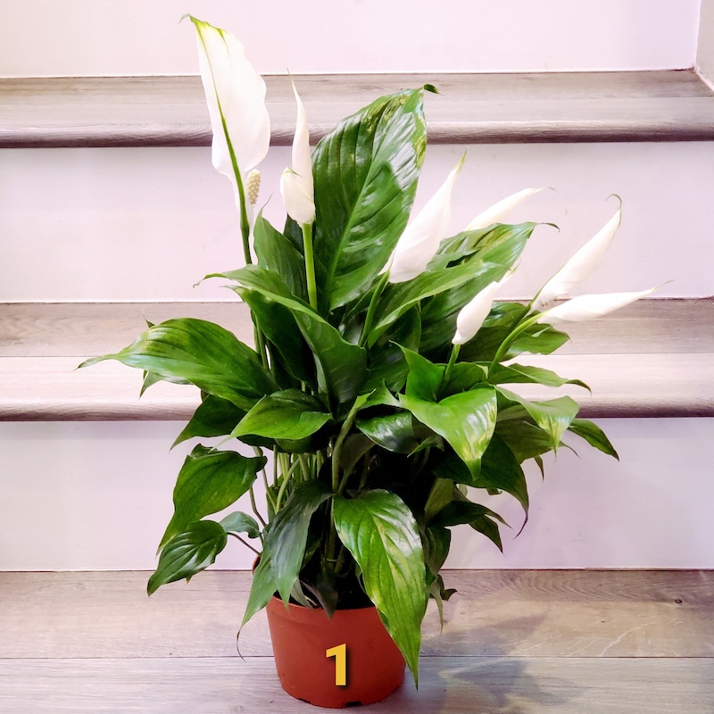 Large Peace Lily Plant - Etsy
