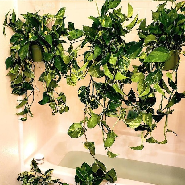 Golden Pothos - Etsy