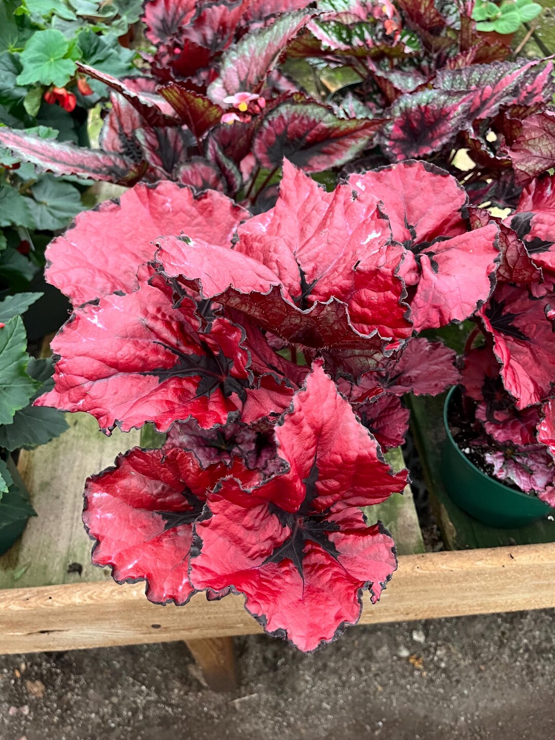 XL -6 Inch Potted Live Plant -rex Begonia ‘red Vibrant Variegated ...