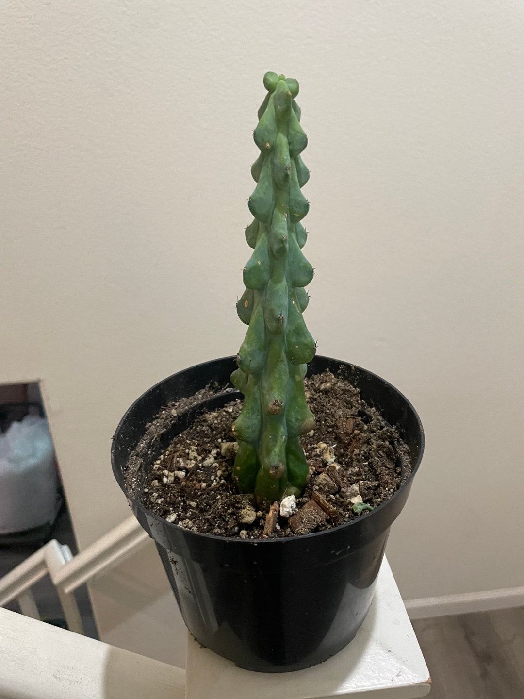 XXL 2 Ft Tall Boob/ Christmas Tree Cactus Exact Plant ships in Growers ...