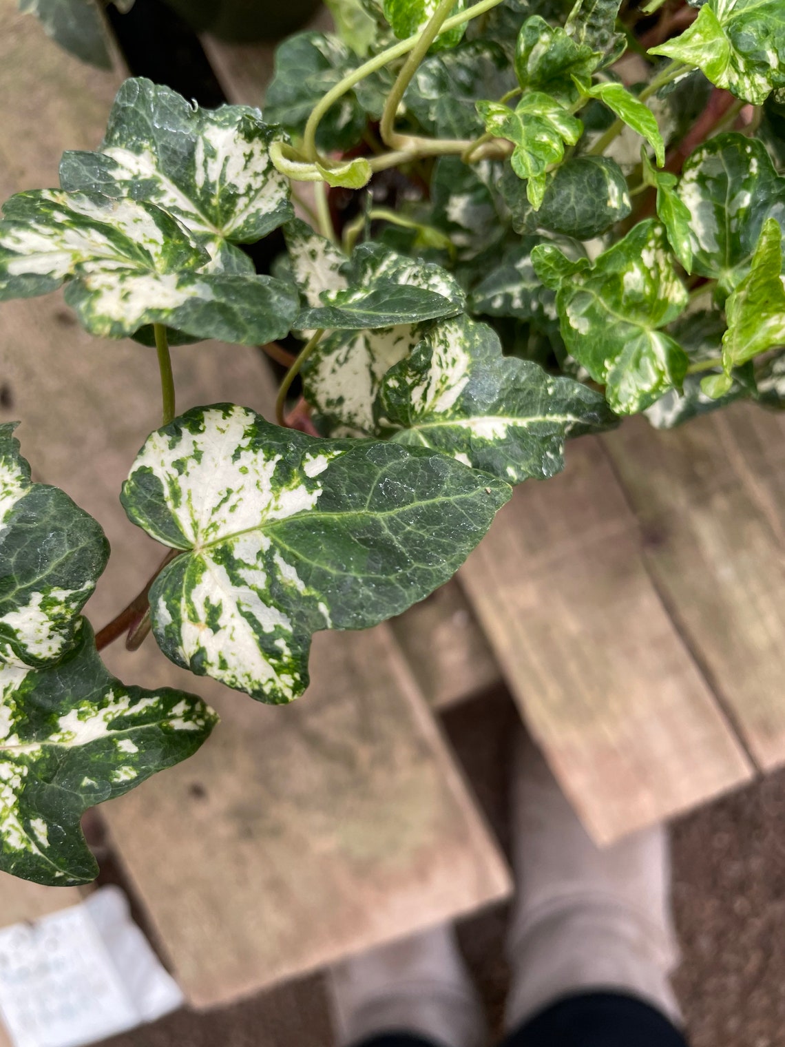 3 Plant Bundle -variegated Ivy in 4 Inch Pot Similar to Picture-growers ...