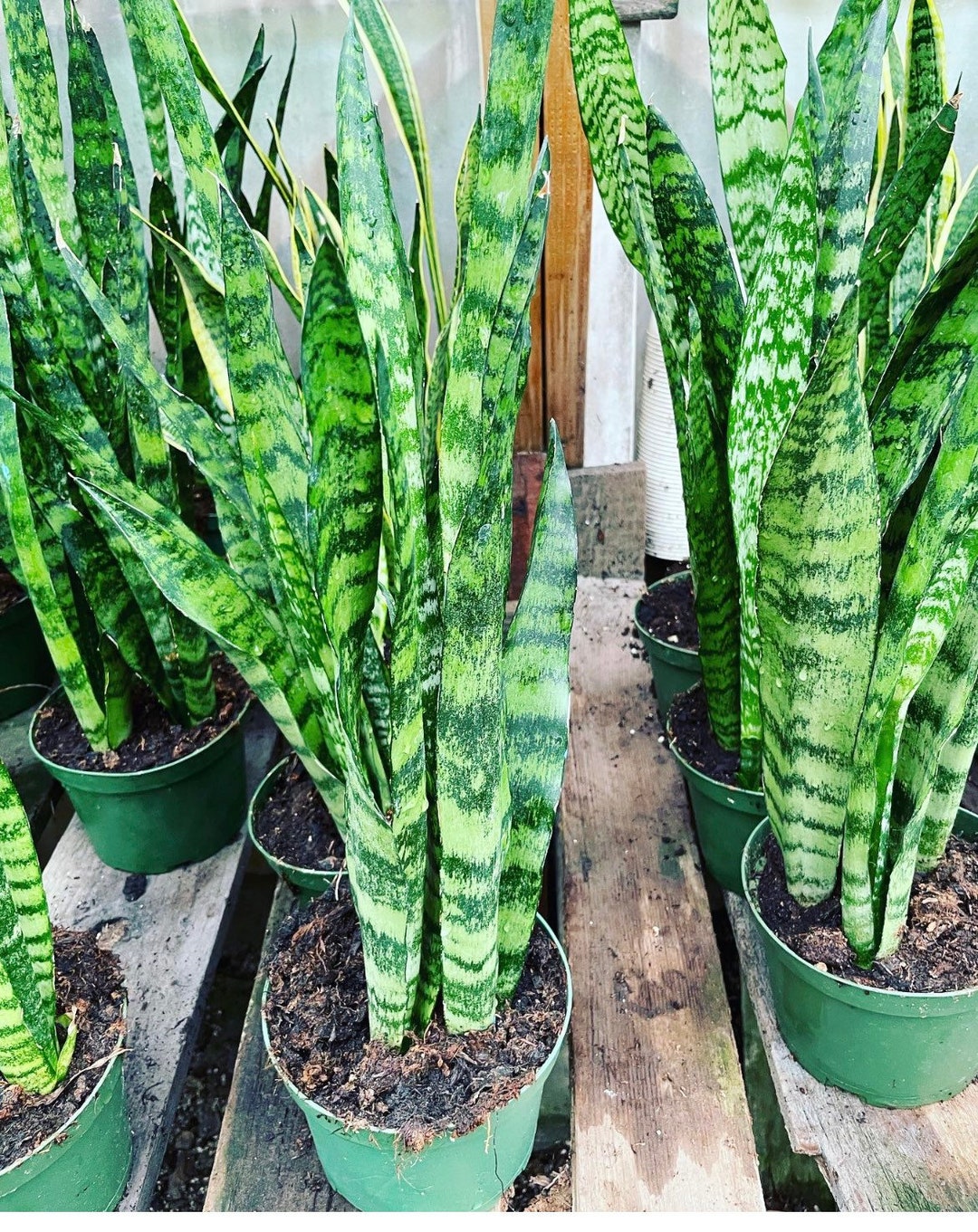8 Inch Pot -1.5 to 2ft Tall -sansevieria Trifasciata Green - Bowstring ...