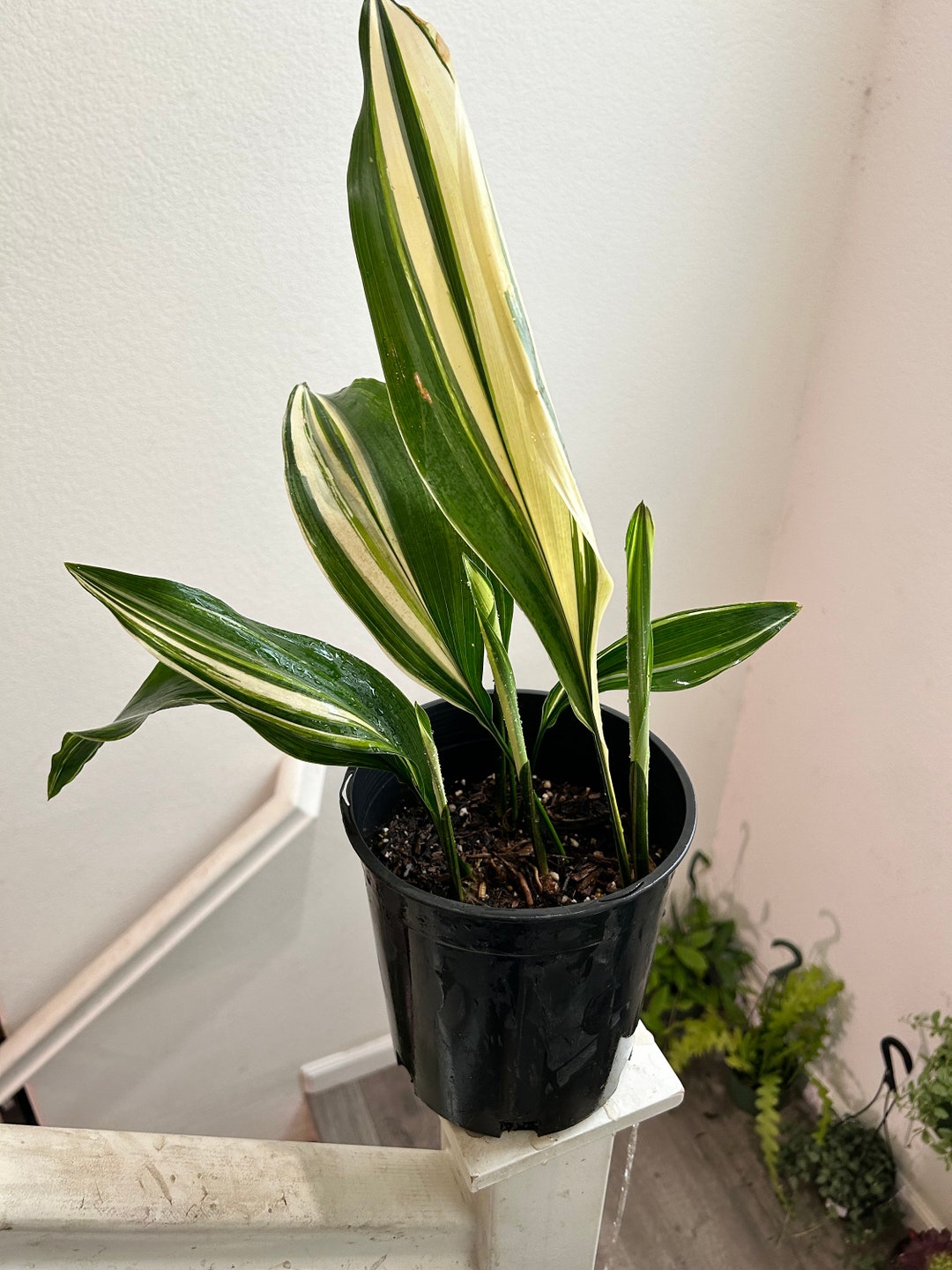 1 Ft -rare Highly Variegated Cast Iron Plant in 1 Gallon Growers Pot ...