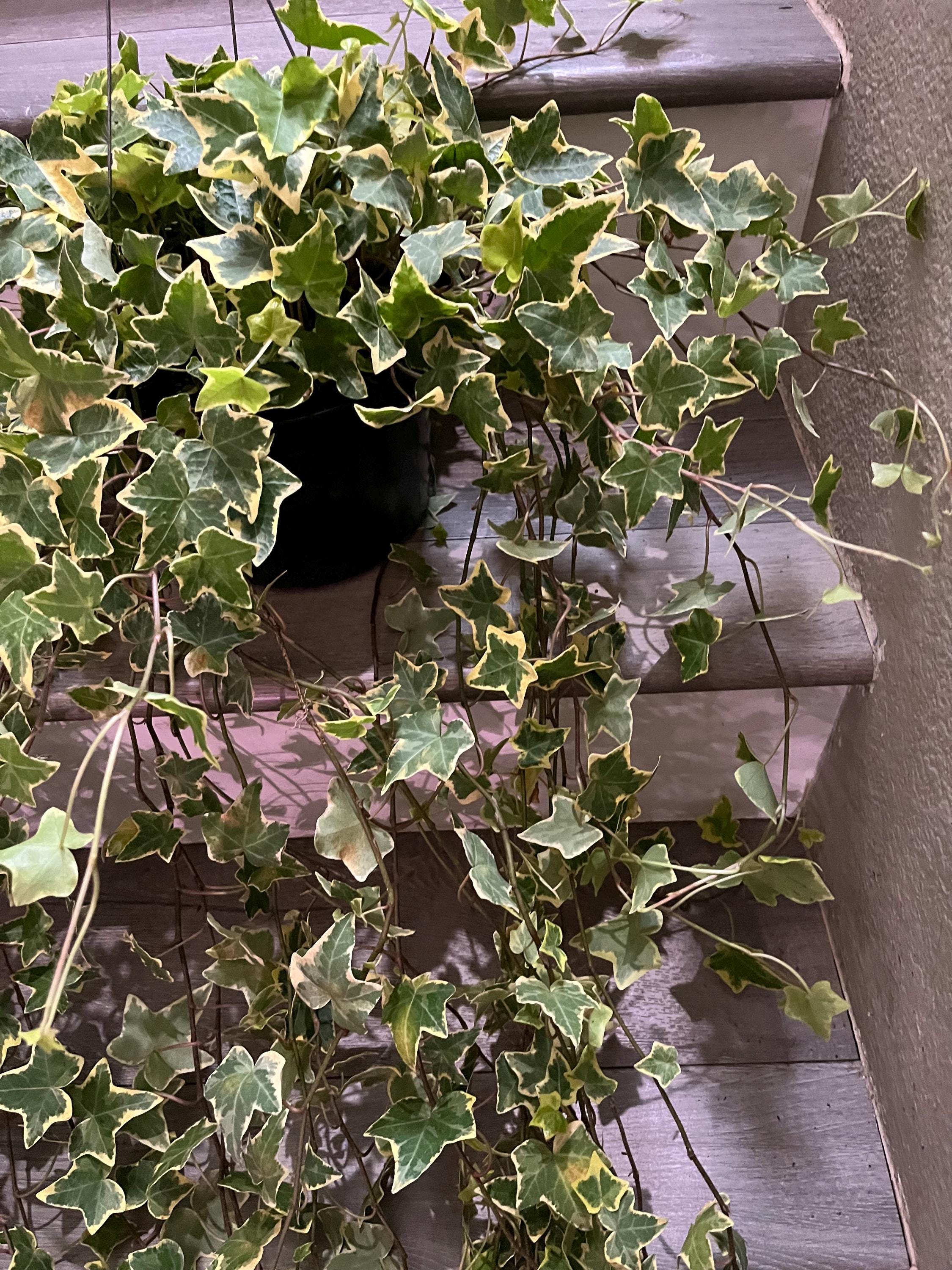 4 Ft Long -elegant Trailing Vine-ivy Live Plant-indoor/outdoor Air ...