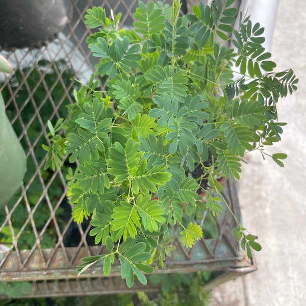 Sensitive Plant - Etsy