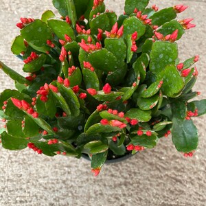 XXL 8 Inch Pot -orange Color Spring /easter Cactus-second is Example of ...