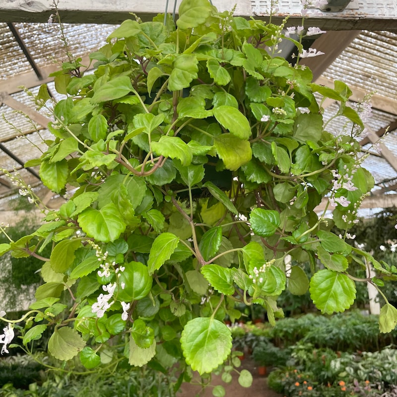 Trailing Plectranthus - Etsy