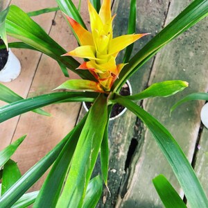 6 Inch Tall in 4 Inch Pot -colorful Bromeliad -easy Care Keep Water in ...