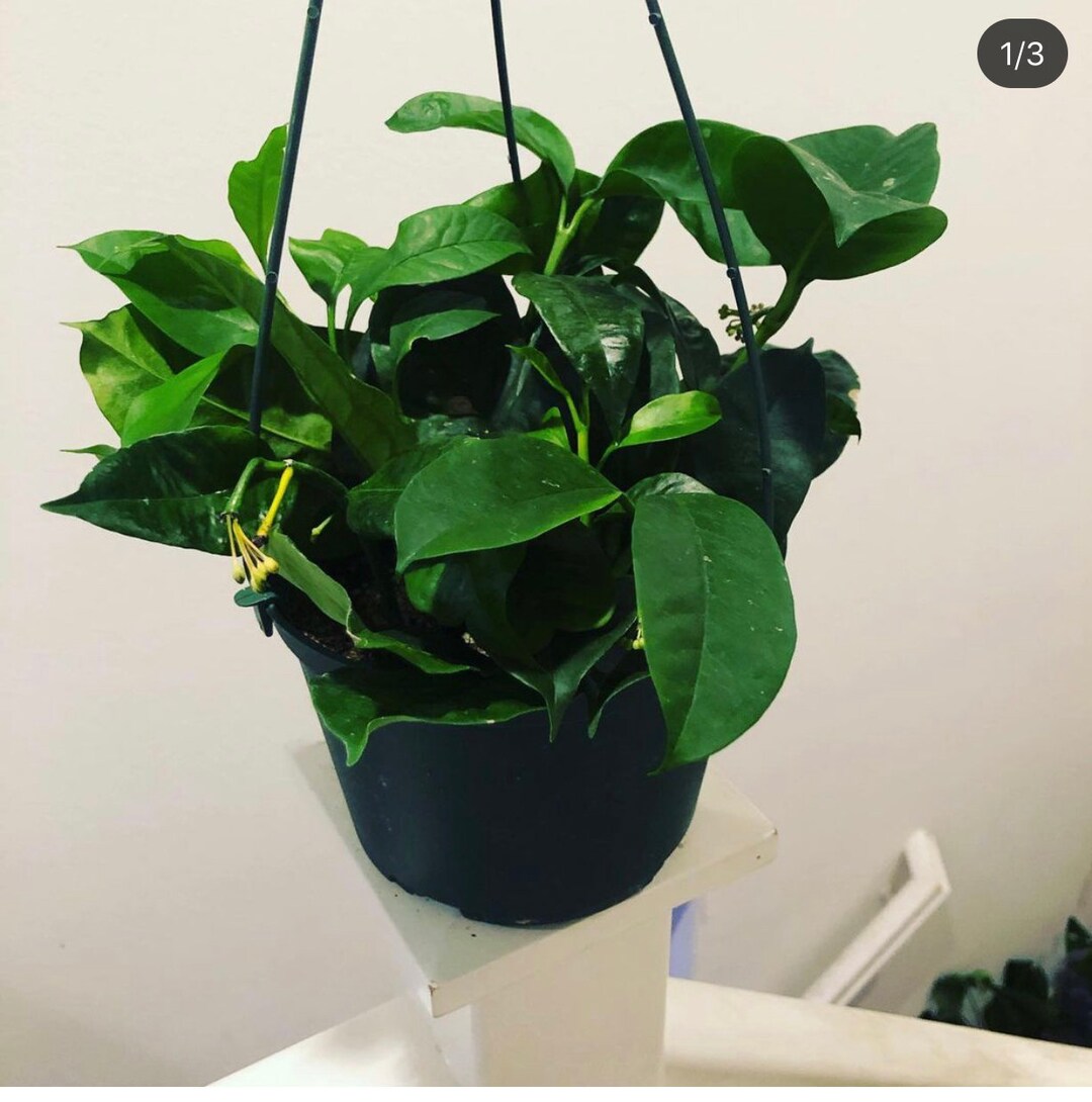Hoya Shooting Star Hoya in 6 Inch Growers Pot, Started With Mature Stem ...