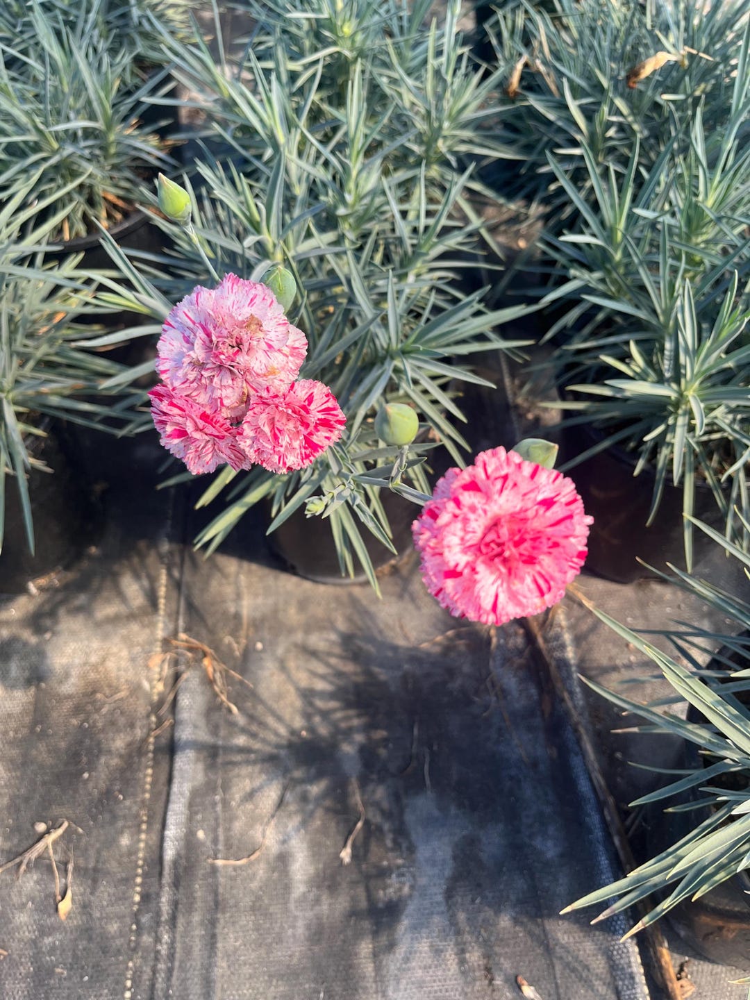 XL 1 Gal Pot- Pink Variegated Carnation. Similar to Photo Not Exact ...