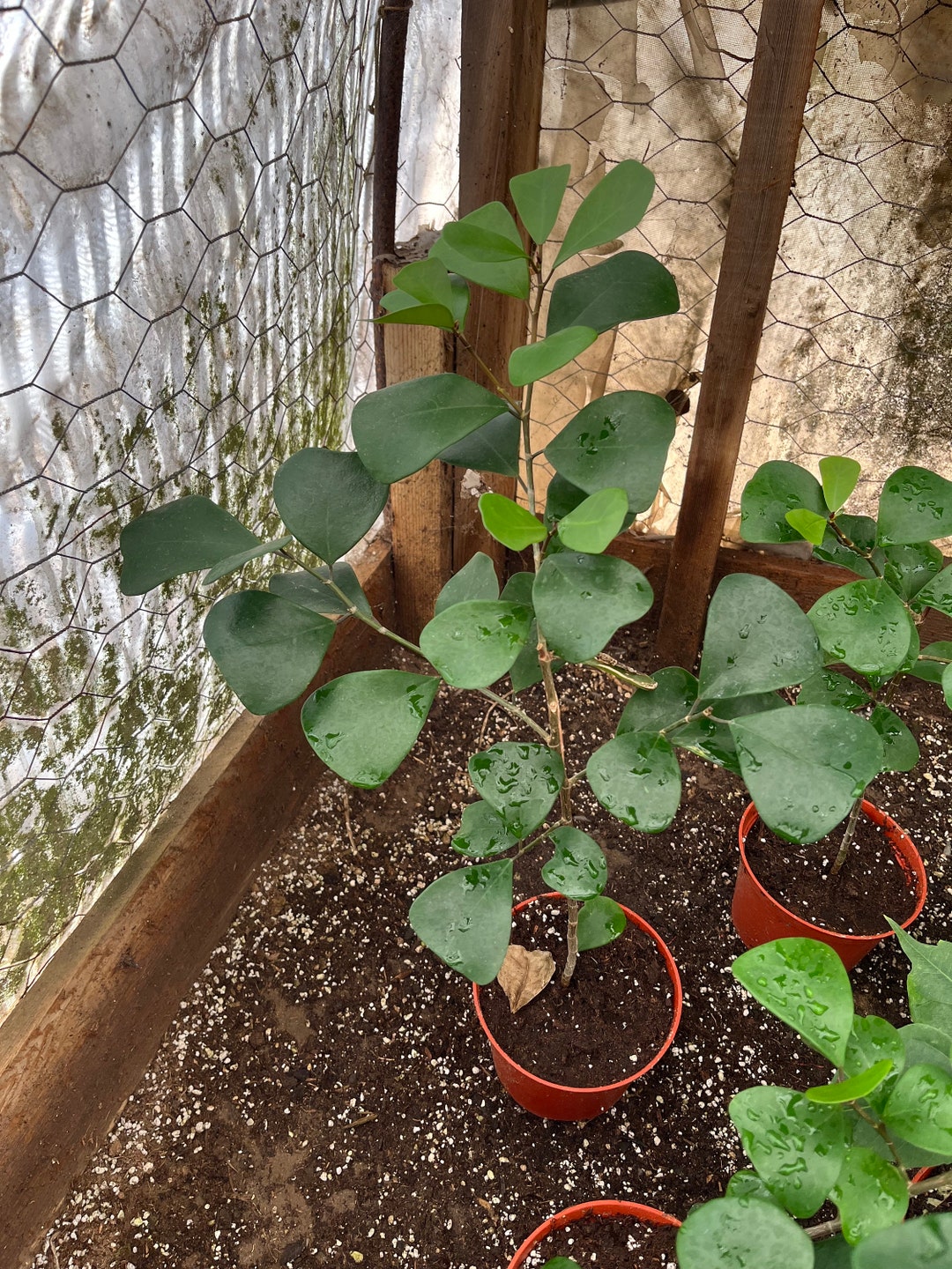 Ficus Triangularis -similar to Picture Not Exact- Plant Sizes Are ...