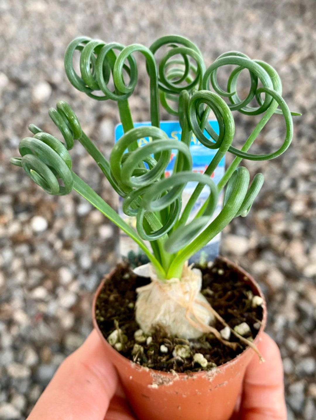 Albuca Spiralis Frizzle Sizzle - Succulent Onion Bulb - Etsy
