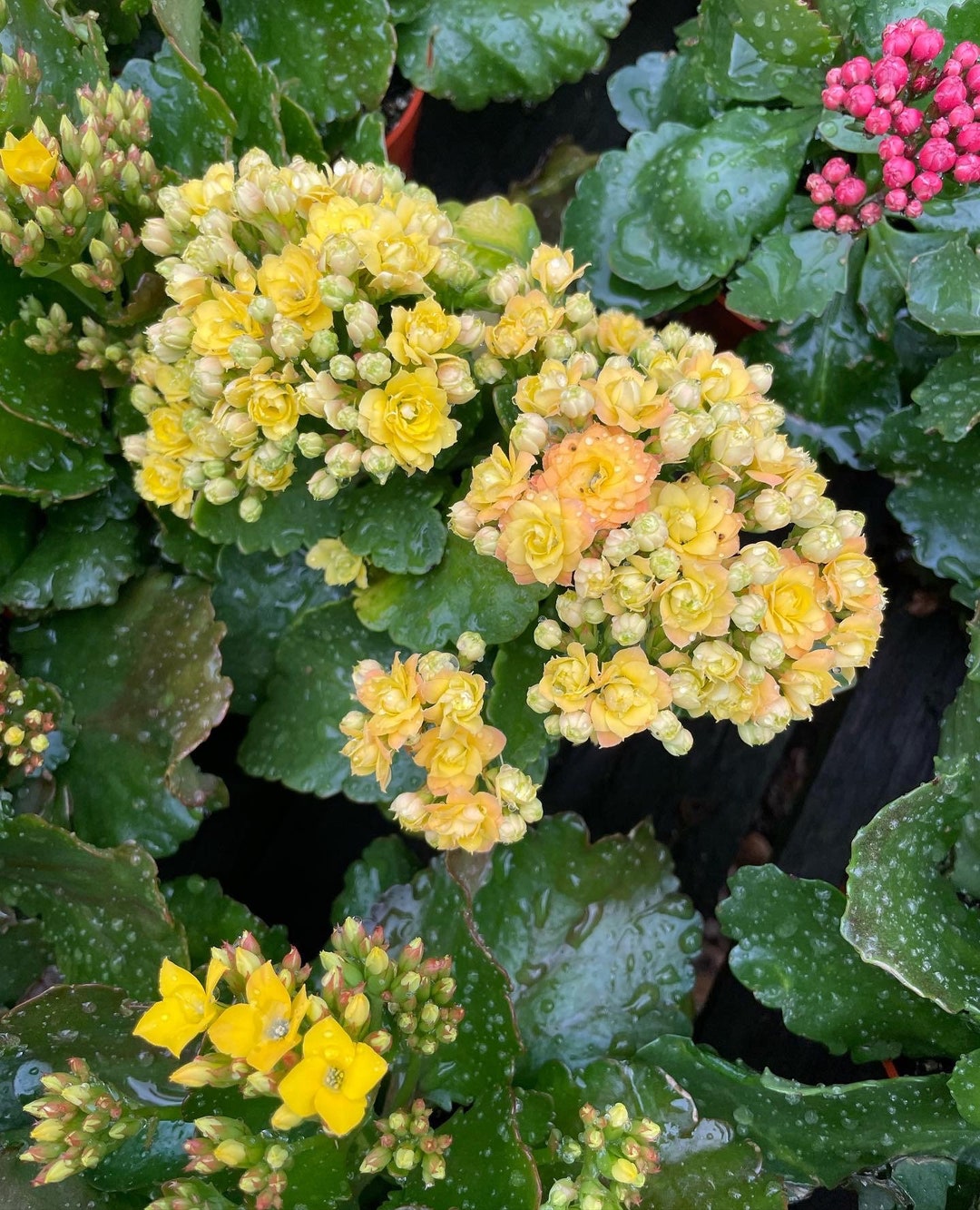 4 Inch Live Potted -yellow Kalanchoe Calandiva - Double Blooms - Etsy