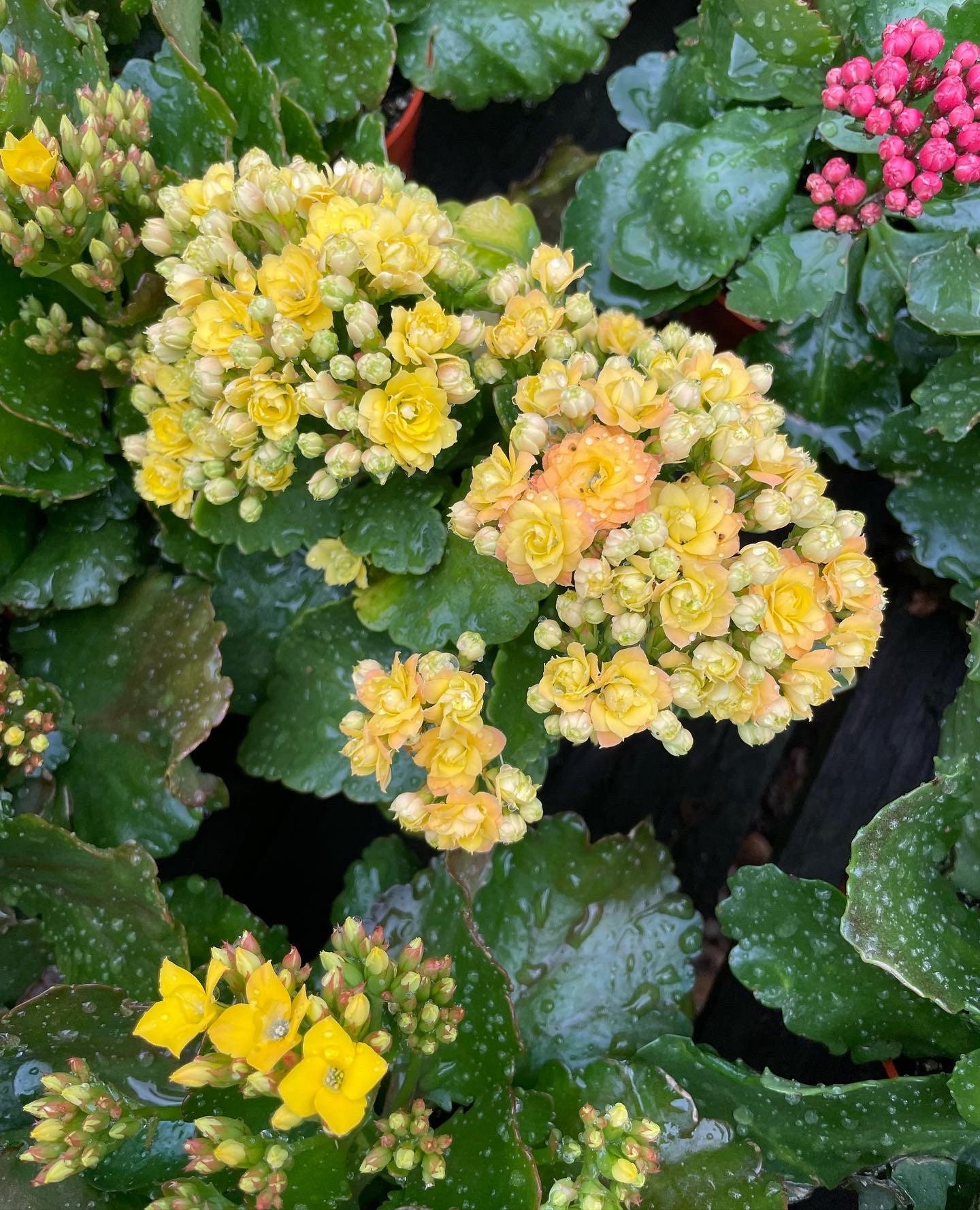 4 Inch Live Potted yellow Kalanchoe Calandiva Double Blooms - Etsy