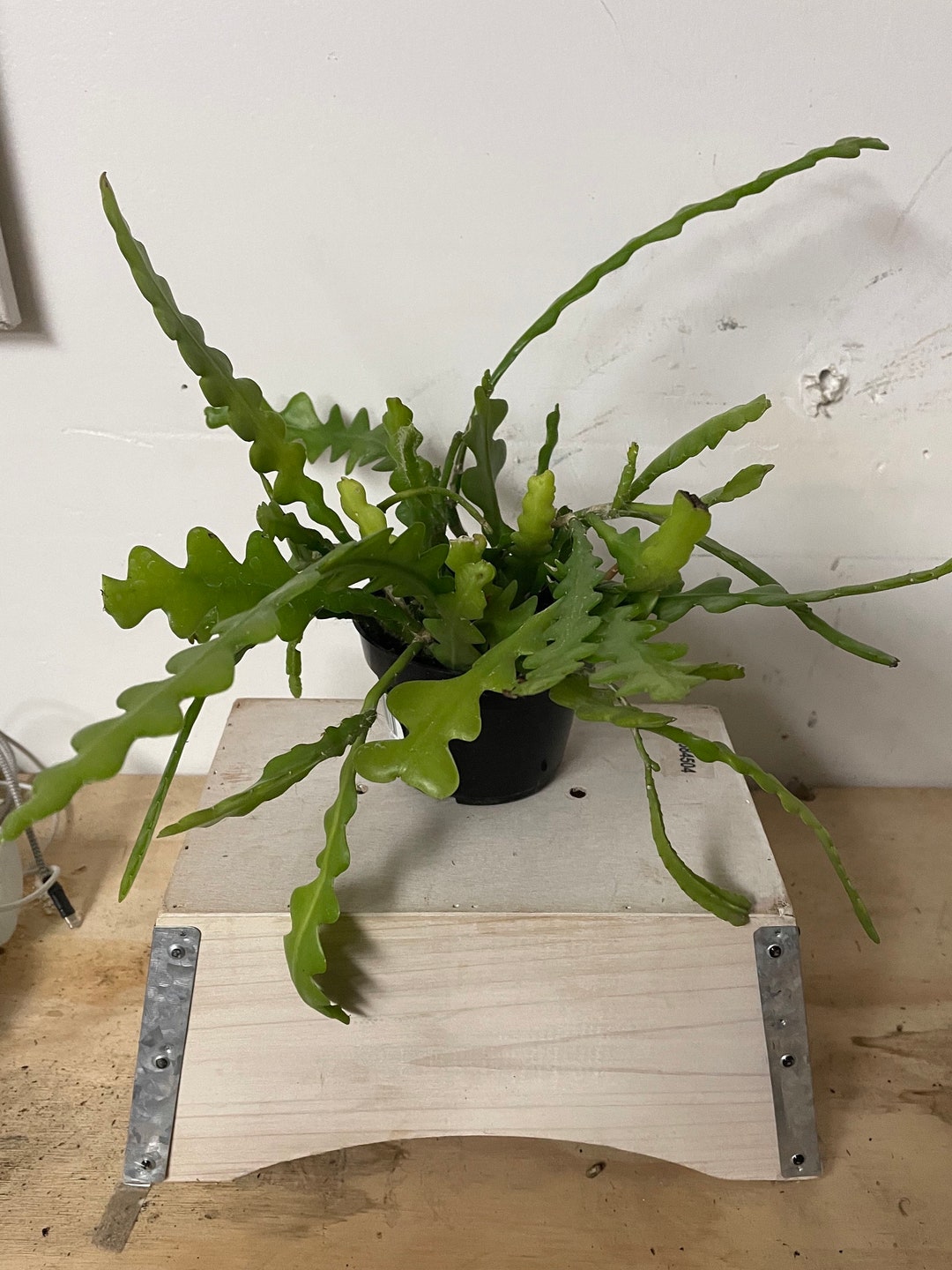 4 Inch Xl-trailing Cactus rare Ric Rac fish Bone Cactus epiphyllum ...