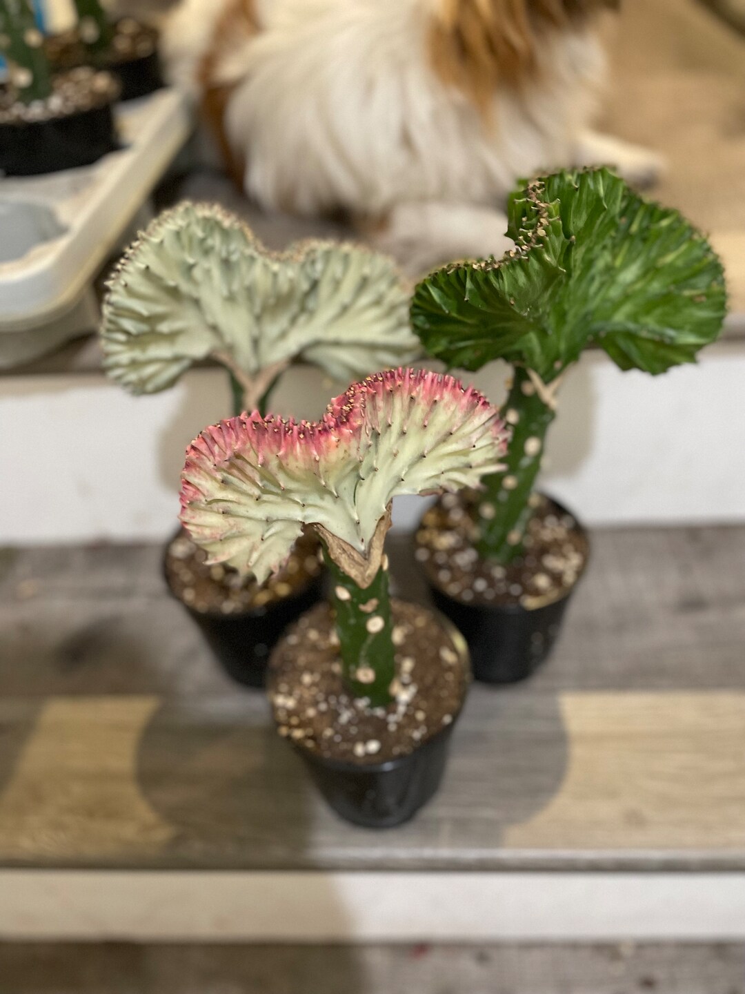 XL -mutiple Color Options -1ft Tall Euphorbia Lactea Cristata . Hot ...