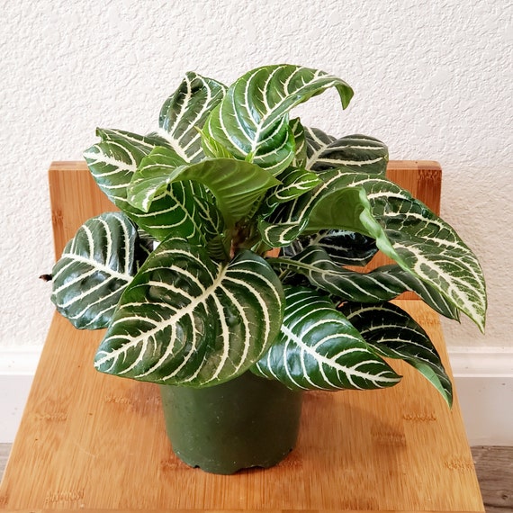 Outdoor & Gardening Plants Live House Plant Zebra Plant Aphelandra ...