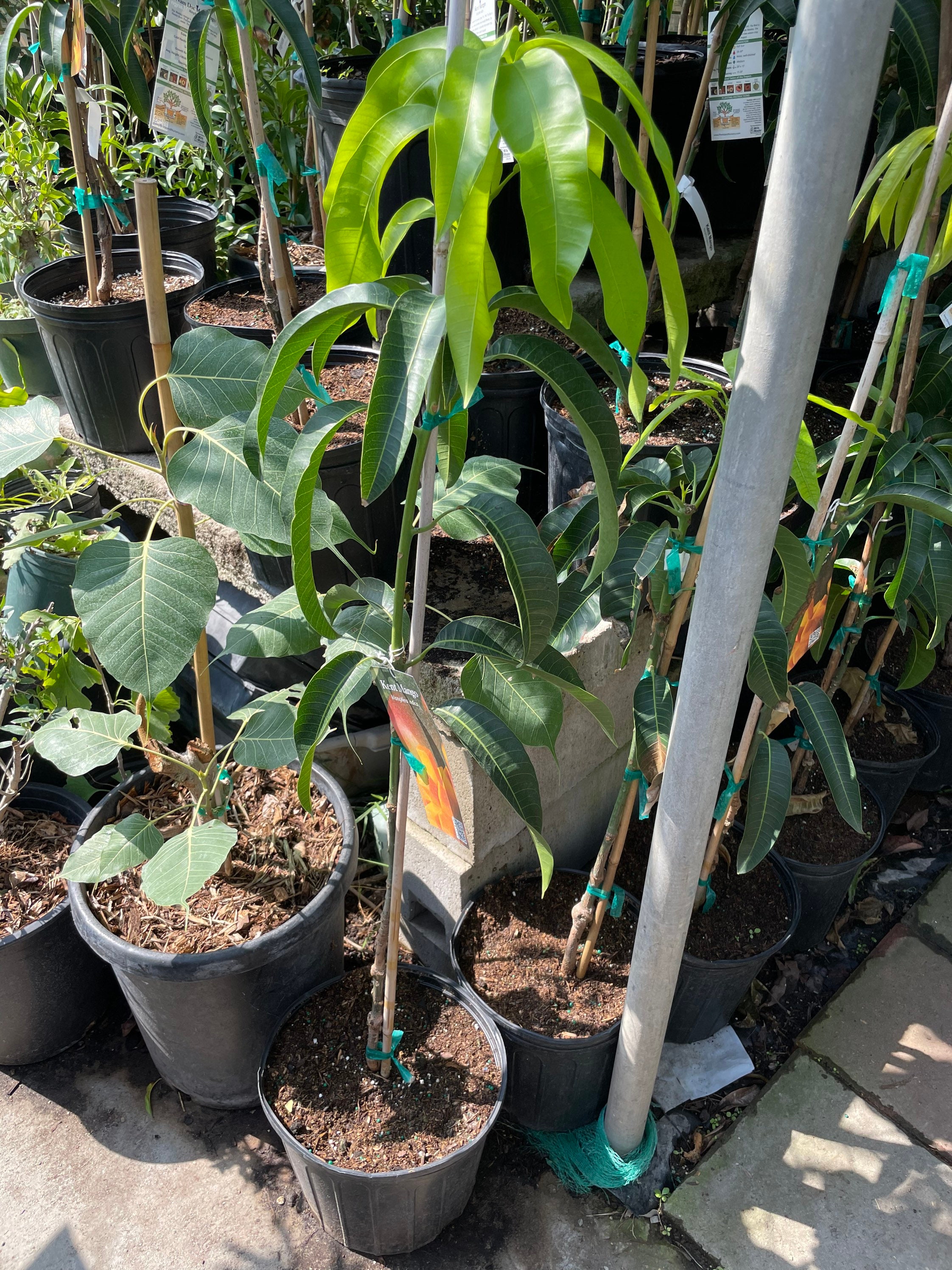 Potted Mango Trees