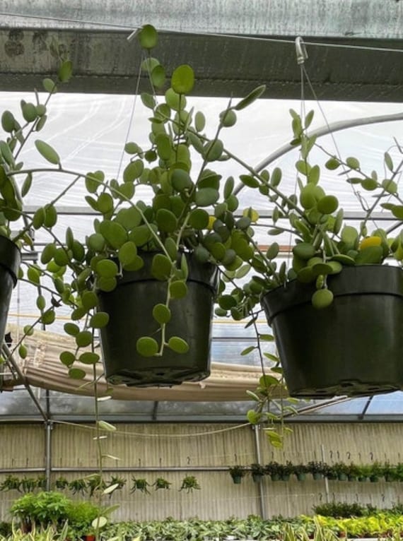 Silver Dollar Plant How To Grow