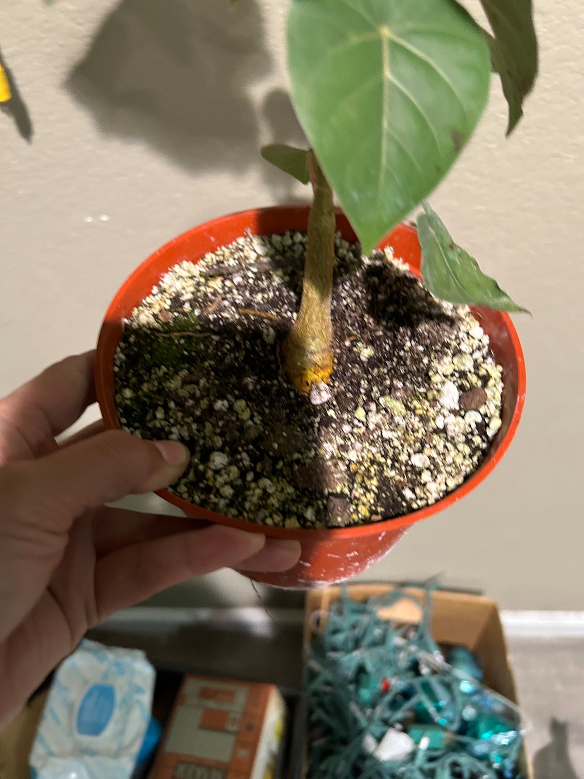 6 Inch Pot Ficus Petiolaris-rock Fig - Caudex- Similar to Photo Not ...