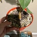 6 Inch Pot Ficus Petiolaris-rock Fig - Caudex- Similar to Photo Not ...