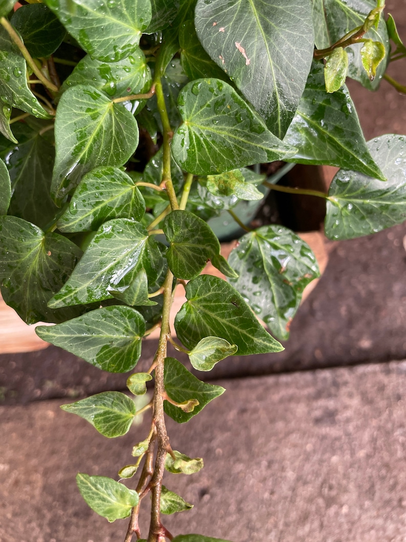 Elegant Trailing Vine-hedera Helix Scutifolia sweet Heart Ivy - Etsy