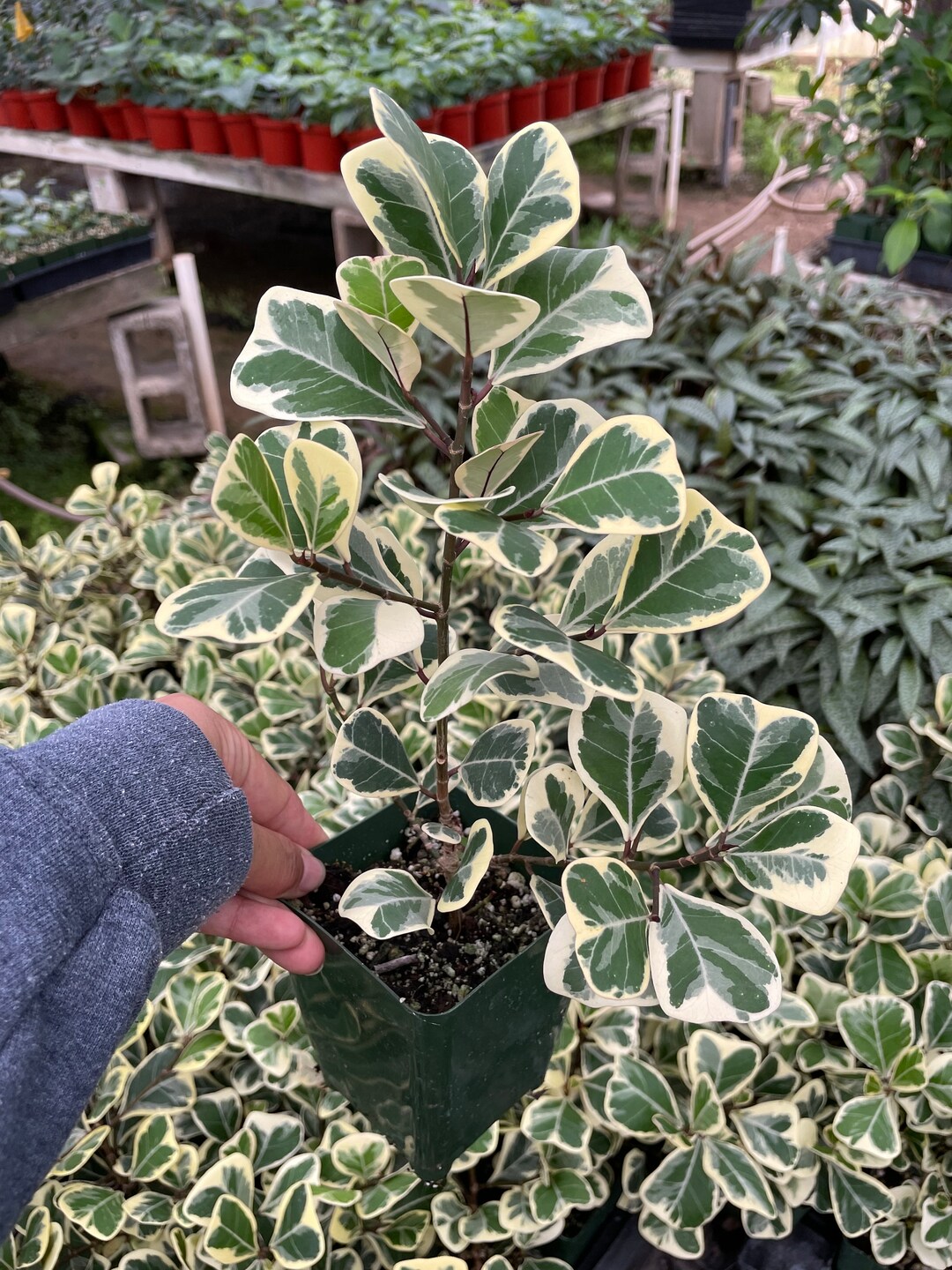 4 Inch Pot -highly Variegated Ficus Triangularis -similar to Photo Not ...