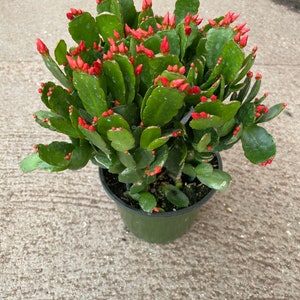 XXL 8 Inch Pot -orange Color Spring /easter Cactus-second is Example of ...