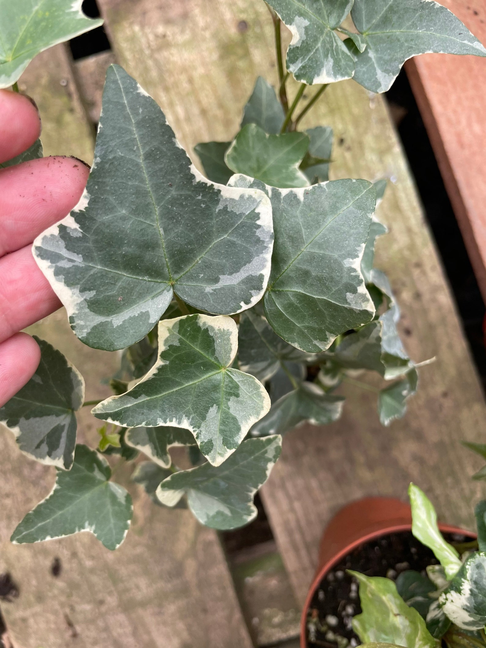 3 Plant Bundle variegated Ivy in 4 Inch Pot Similar to - Etsy