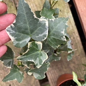 3 Plant Bundle -variegated Ivy in 4 Inch Pot Similar to Picture-growers ...
