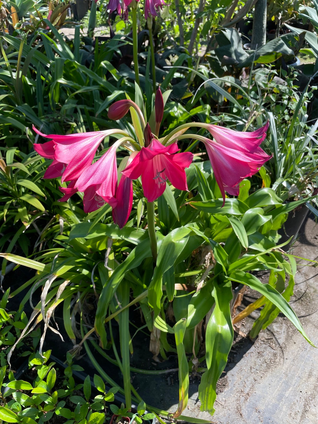 XL -one Dark Pink Crinum Bulb - Bulb From Photo of Mother Plant- Please ...