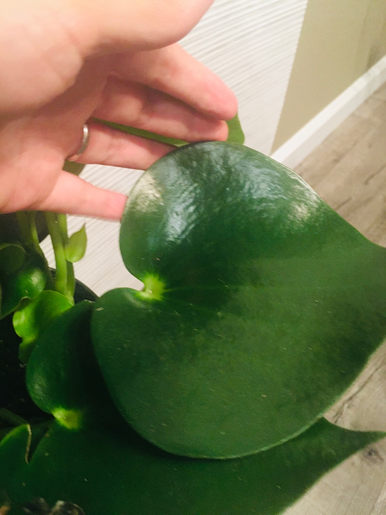 Owl Eye Peperomia (peperomia Polybotrya) -large Leaves -easy Care! - Etsy