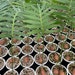 6 Inch Pot String of Burrow Tails easy Care Succulent - Etsy