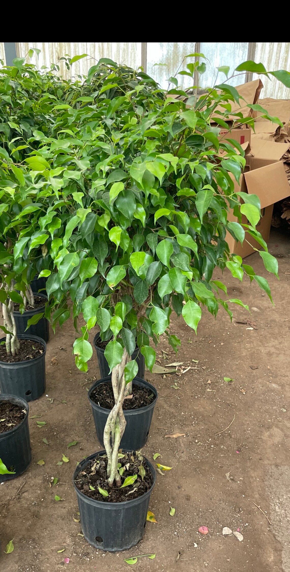 3-4 Ft Tall -live Plant -braided Ficus Benjamina-easy Indoor Plant ...