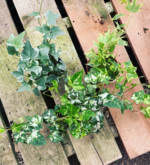 3 Plant Bundle variegated Ivy in 4 Inch Pot Similar to - Etsy