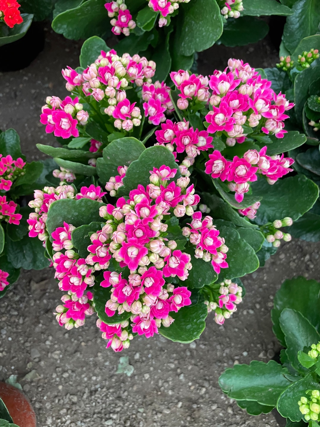 4 Inch Live Potted -magenta Kalanchoe Kalandiva - Double Blooms - Etsy
