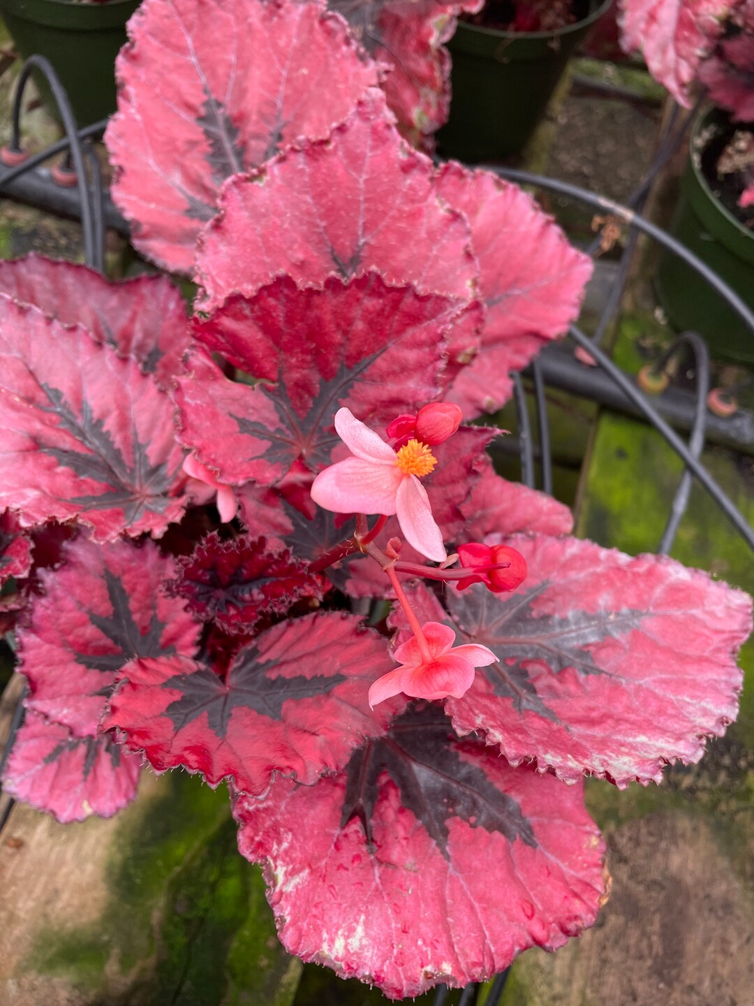 XL 6 Inch Potted Live Plant rex Begonia red Vibrant Variegated ...